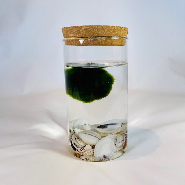 Hoe kan je het beste jouw Marimo verzorgen? - Swan Market